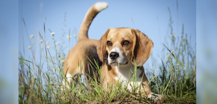 Beagle im Portrait: Jagdhund, Familienhund, Laborhund