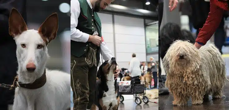 Hundespektakel der Extraklasse - Die World Dog Show 2017