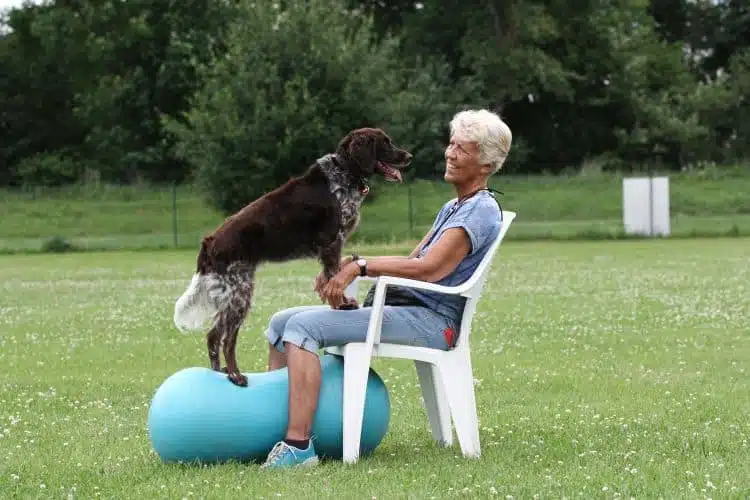 Ruhige Hundesportarten: Bodenarbeit, Mobility, Rally Obedience » DER HUND