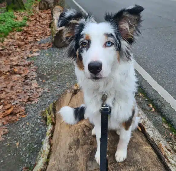 Community-Test von PLATINUM – die Test-Teams vorgestellt » DER HUND