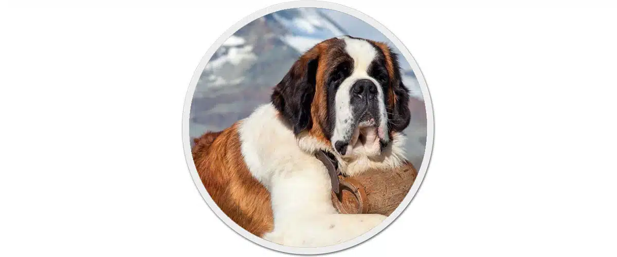 Bernhardiner » DER HUND