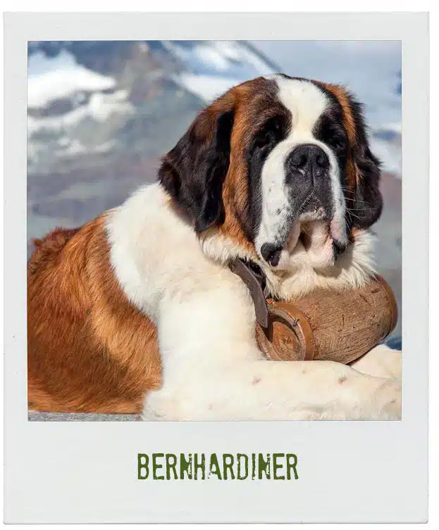 Bernhardiner » DER HUND
