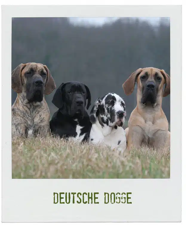 Deutsche Dogge » DER HUND
