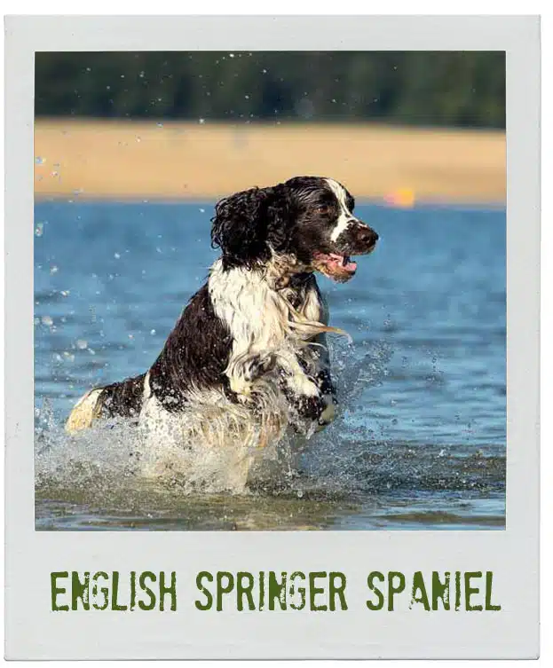 English Springer Spaniel » DER HUND