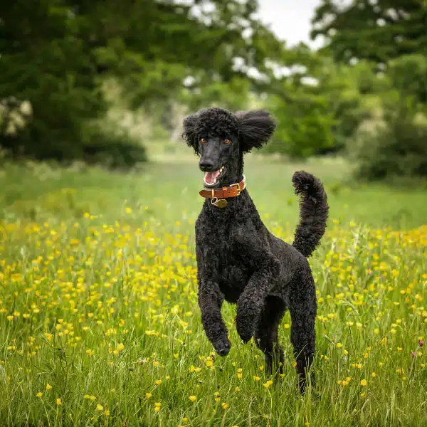 Königspudel » DER HUND