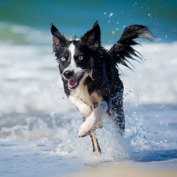 Australian Shepherd » DER HUND