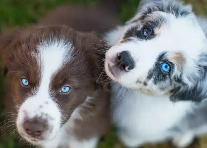 Australian Shepherd » DER HUND